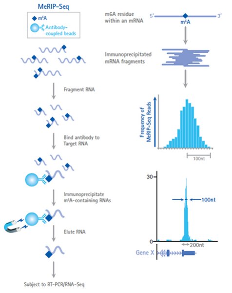 Magna MeRIP™ m6A Kit- Transcriptome-wide Profiling of N6-Methyladenosine | 17-10499